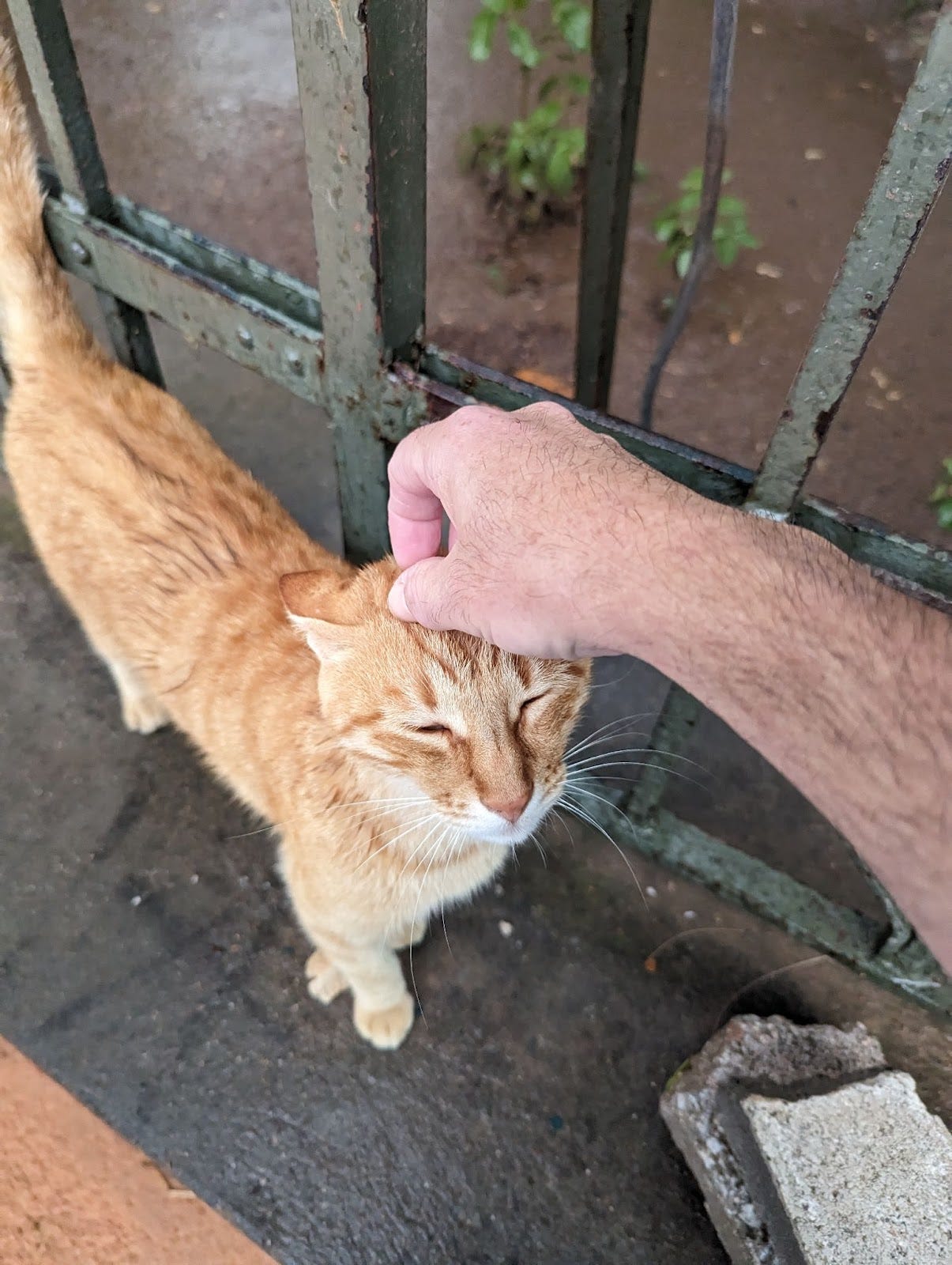 Kindness to Cats is a Classical Virtue - Nathan Winograd