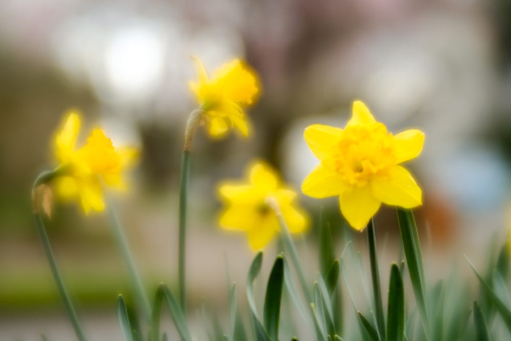 The Daffodil House - The Windfall Dispatch