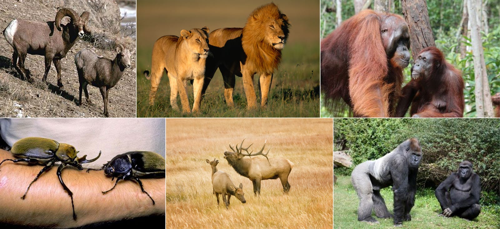 The Hidden Patterns of Sexual Evolution - by Tomas Pueyo