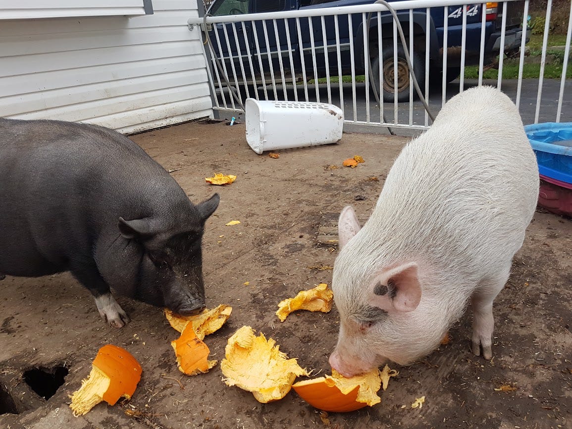 This post has pictures of rescue pigs and a moose with lights in its ...