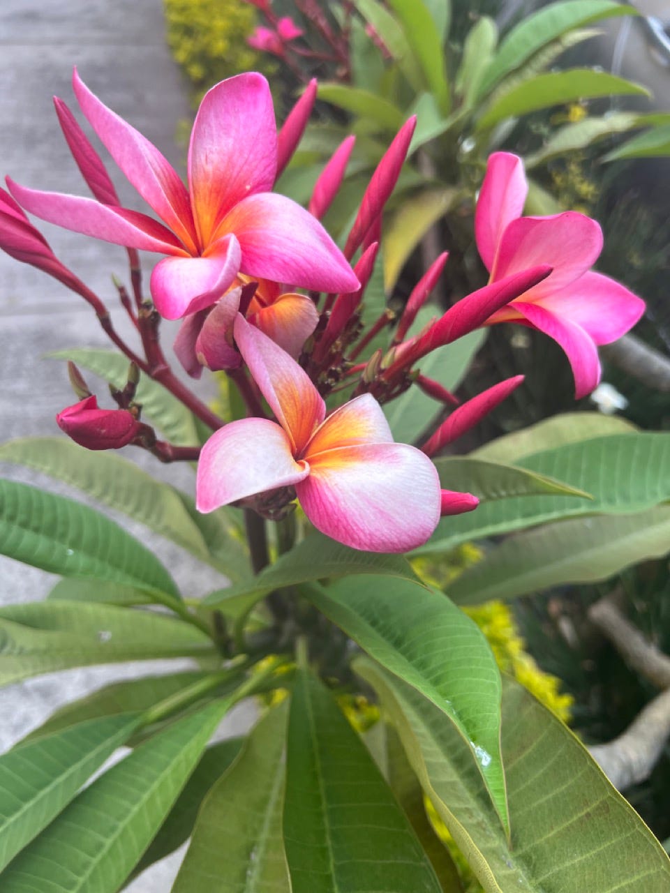 The pulsing river - Ameyal’s Substack