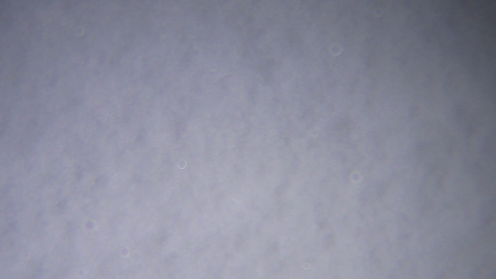 Microscopy of Eggs from Our Chickens