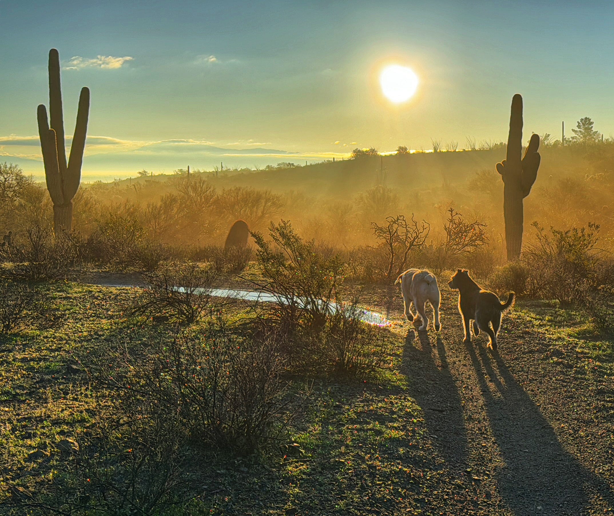 Where We've Been; Where We're Going - Tom Ryan, Author