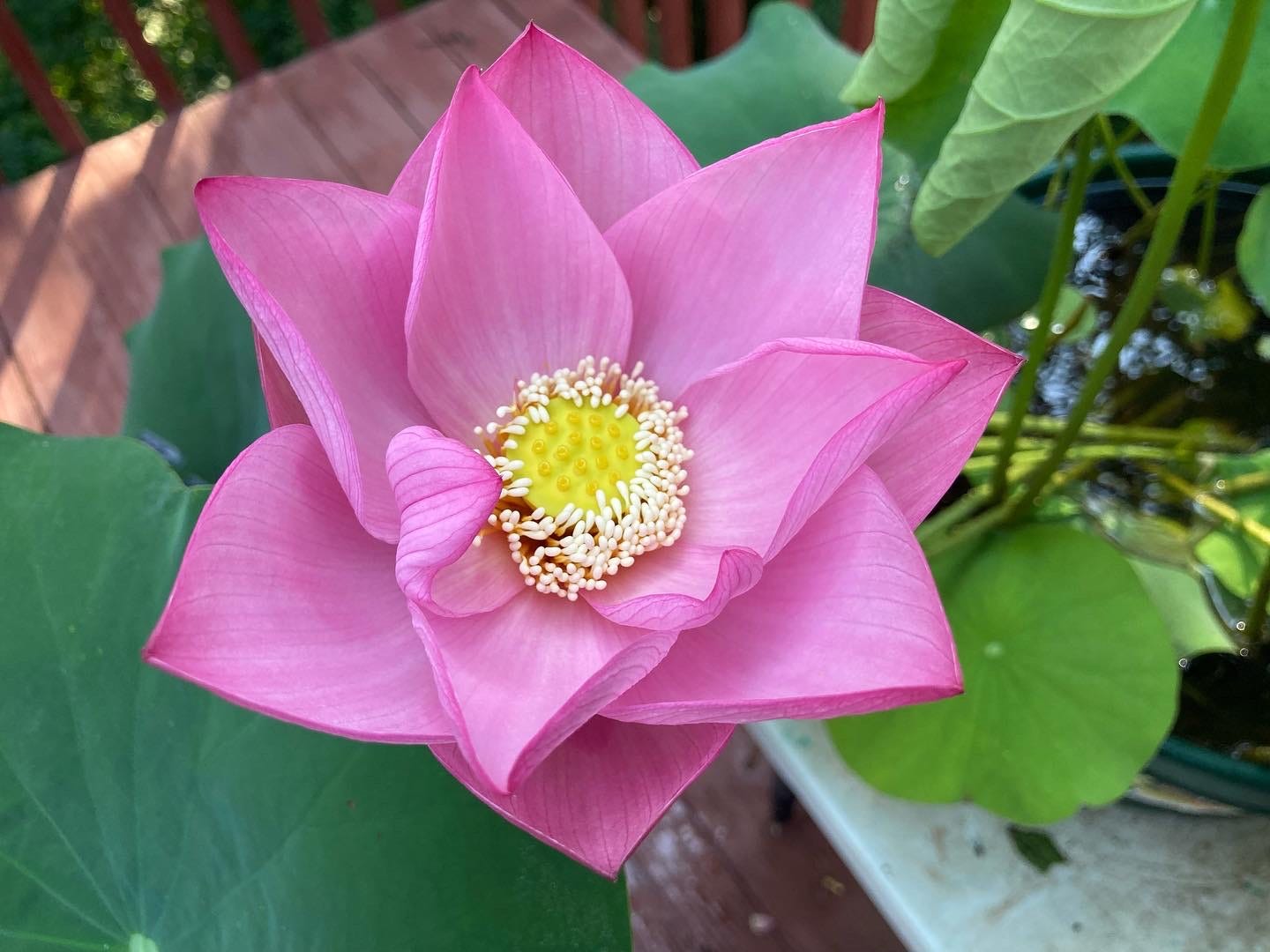 Michele Vergara | Substack