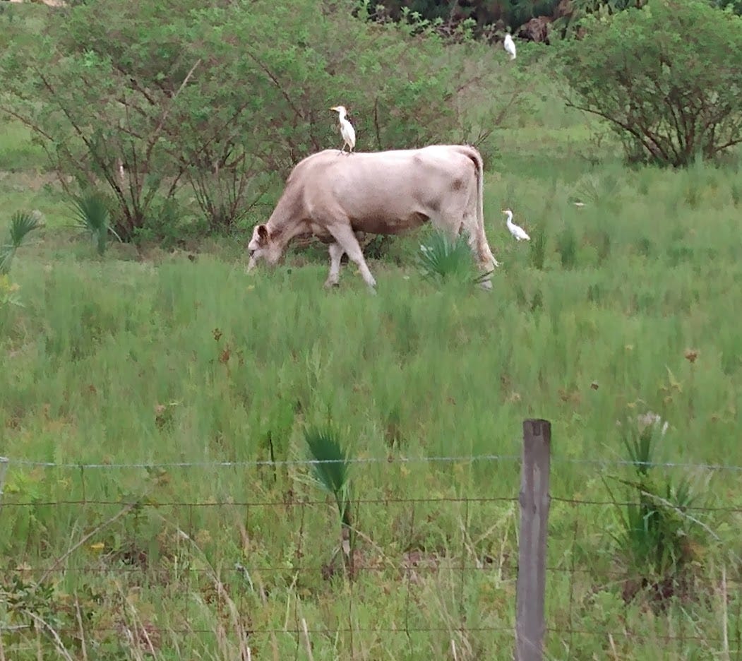 2 Cows for Tax Purposes - by Chanda Singleton Griesë