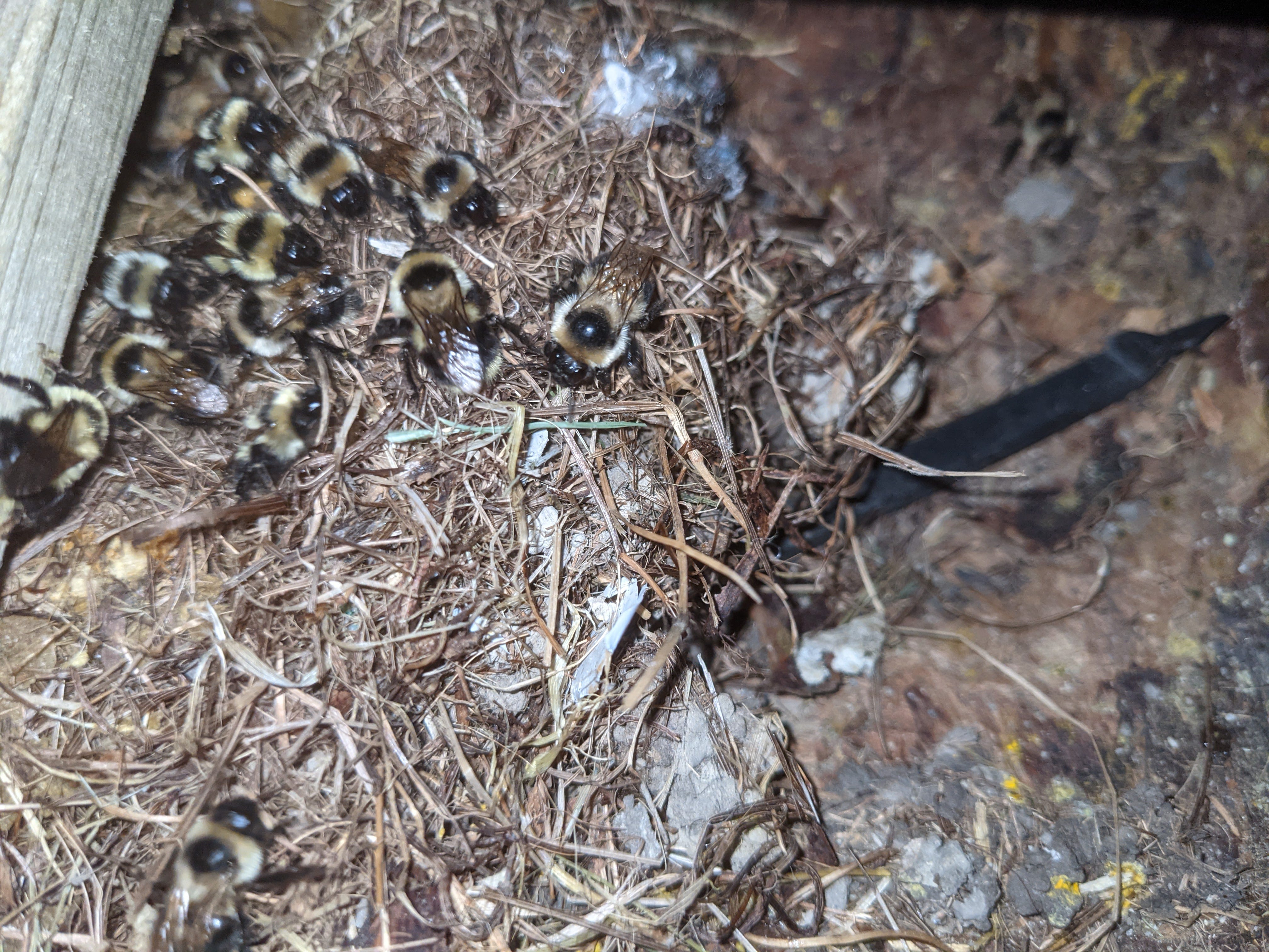 Spring is on the Nose - by Rose-Anne Bouffard