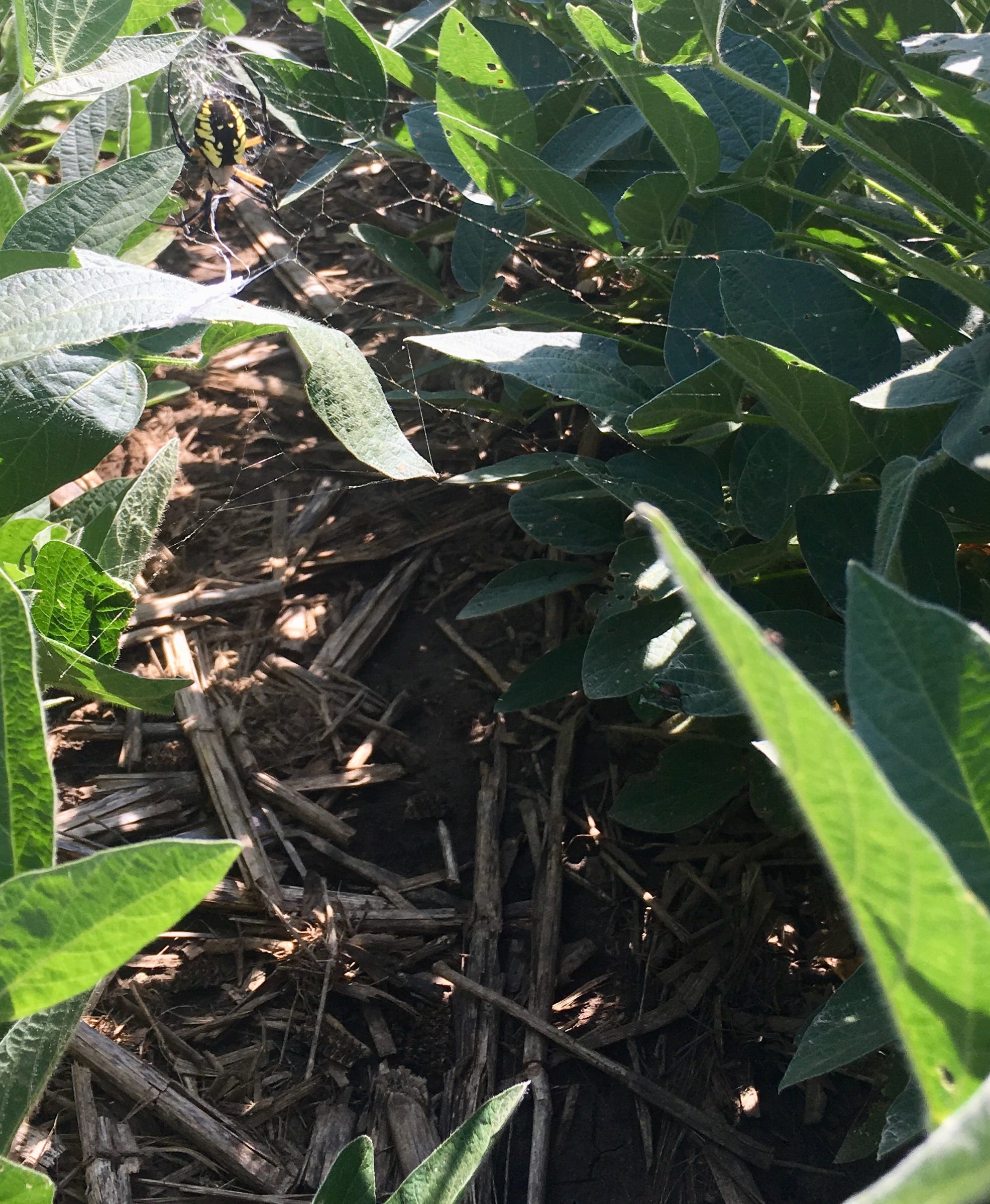 Farmers, Spiders and Soil Health - by Sami Tellatin