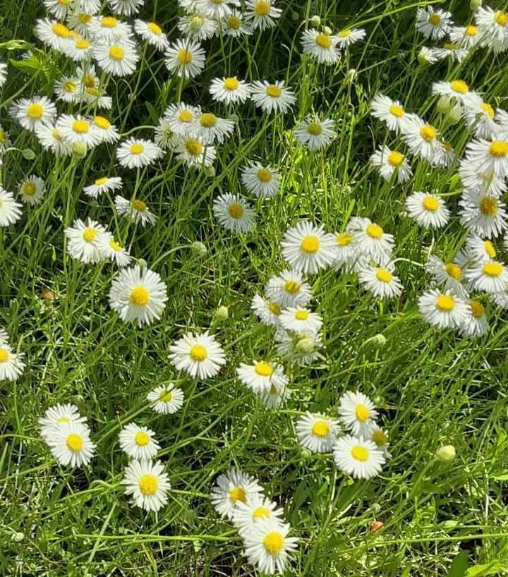 I think you should shave your head. - Archer’s Substack