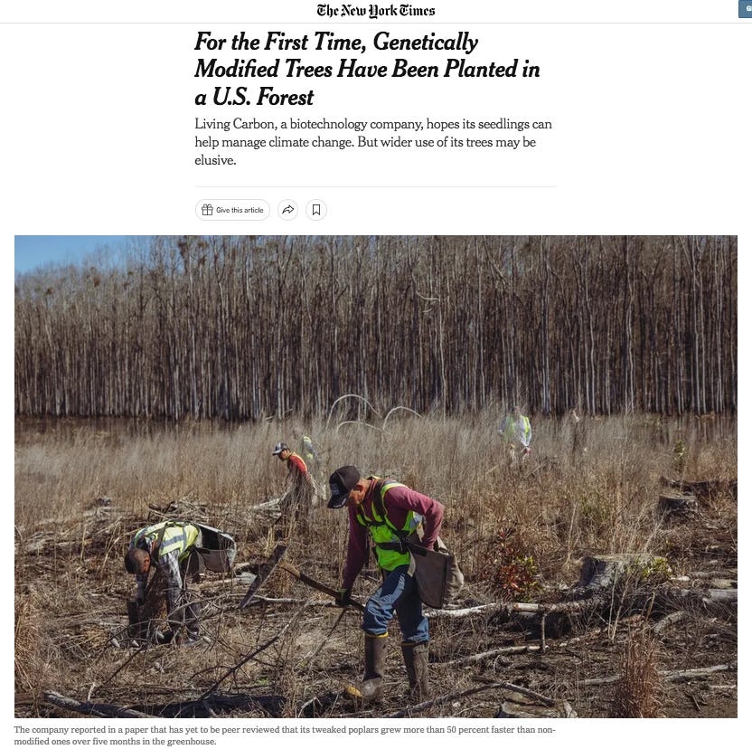 Genetically engineered trees have been planted in American forests