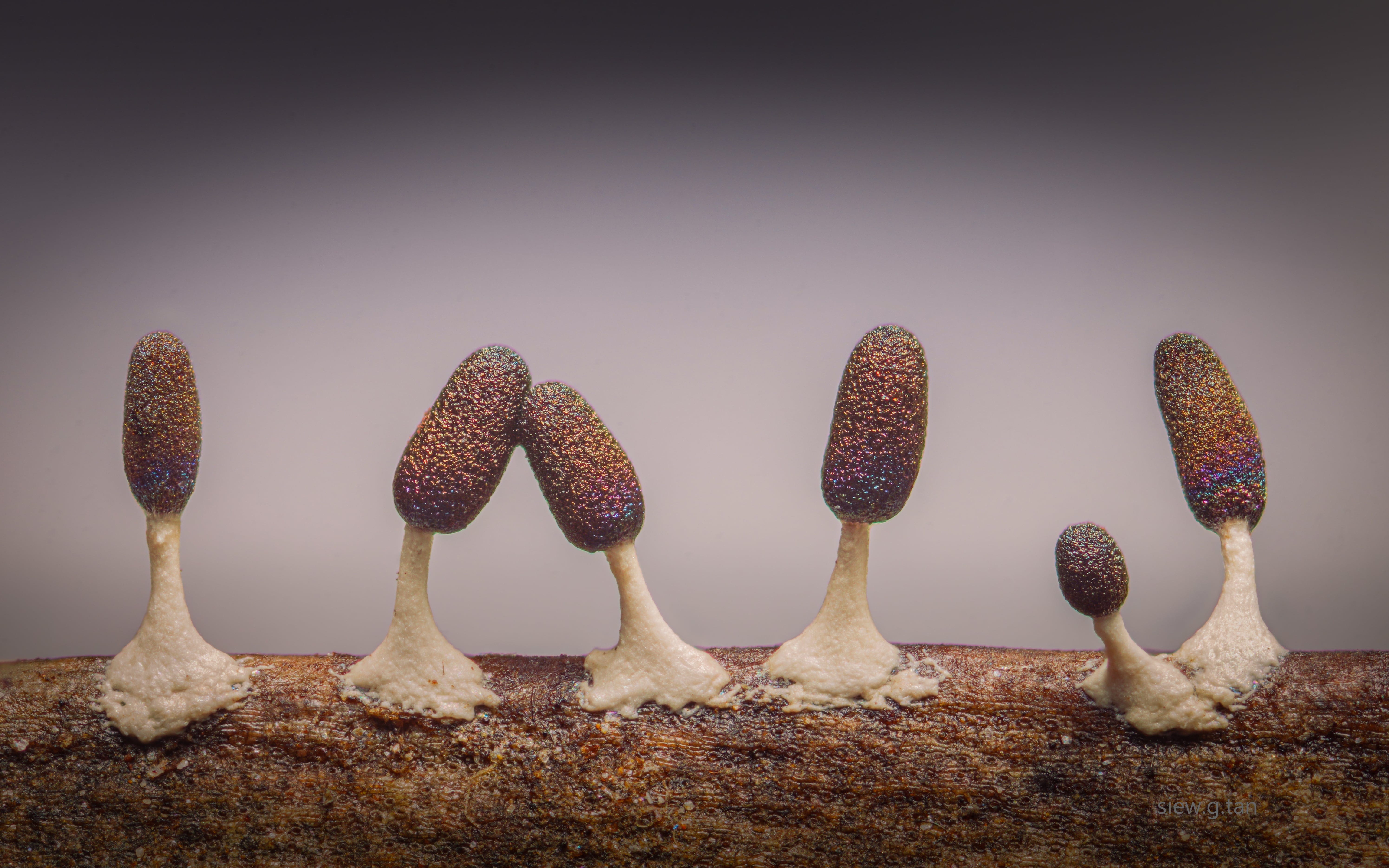 Bringing Slime Molds Into Focus: Myxomycete Photography with Gim Siew Tan