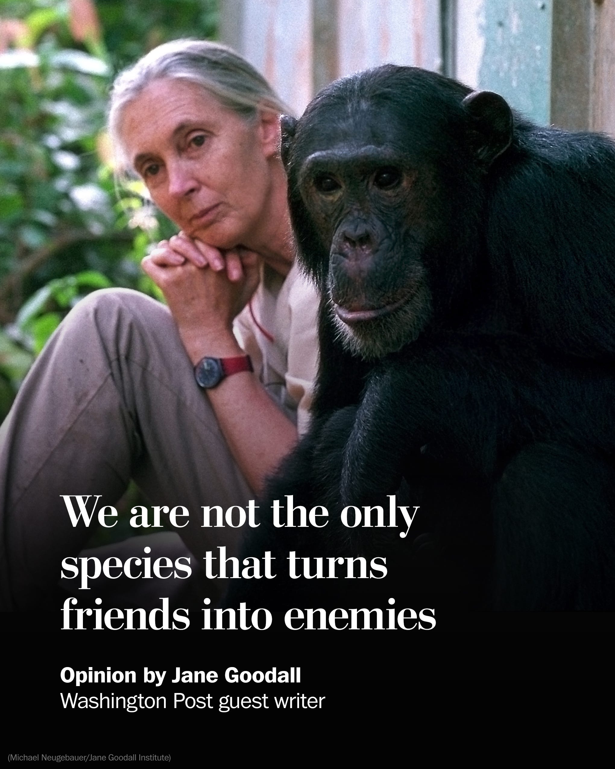 Jane Goodall and the "Primal" Mind - by Mary Wald