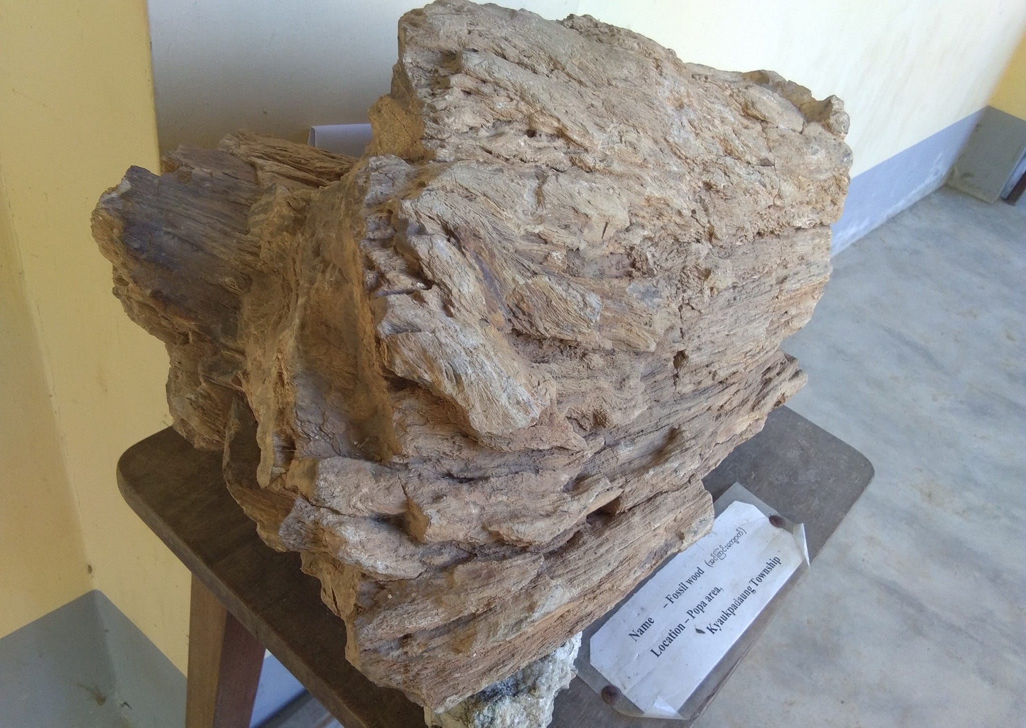 Fossil Wood - waiyumtun’s Substack