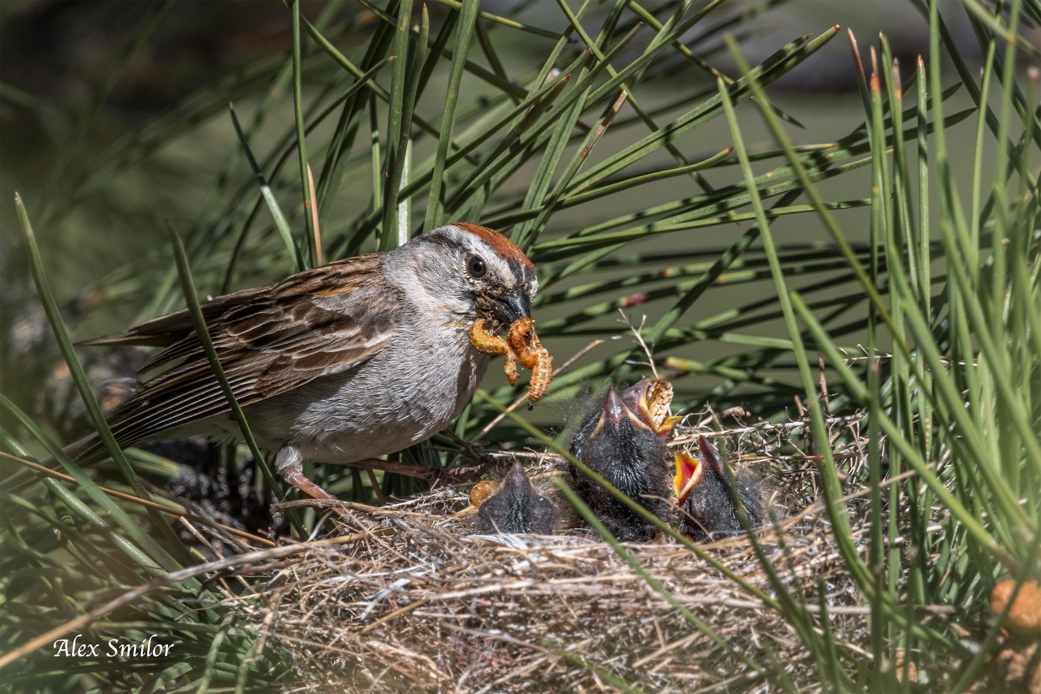 Chipping Sparrows - by Diane Porter - My Gaia