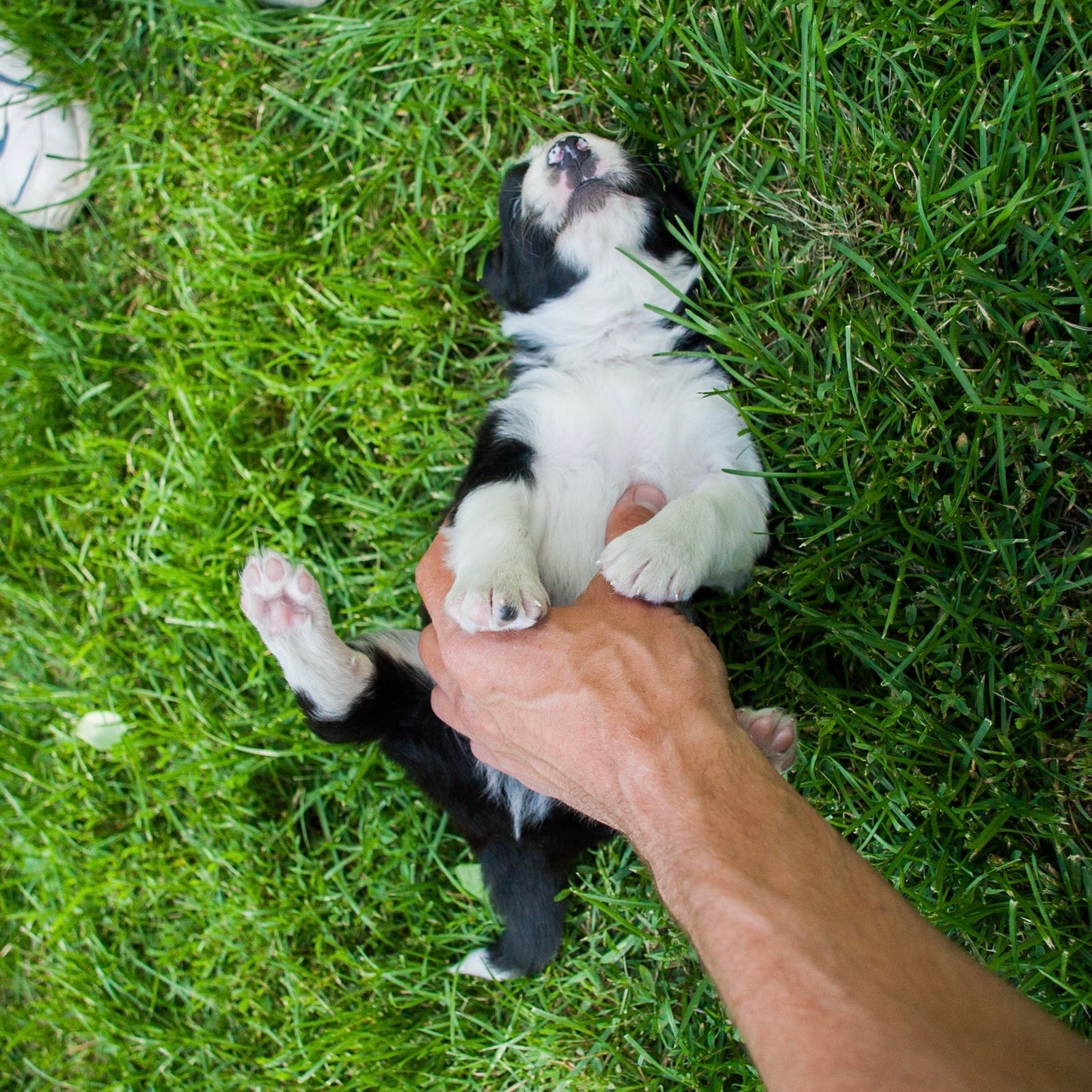 Momo, Part I - by Andrew Knapp - How To Be A Dog