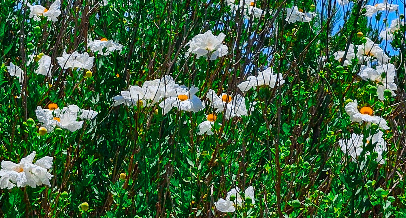 Chief Matilija - by Jon Pinter - Jon’s Substack