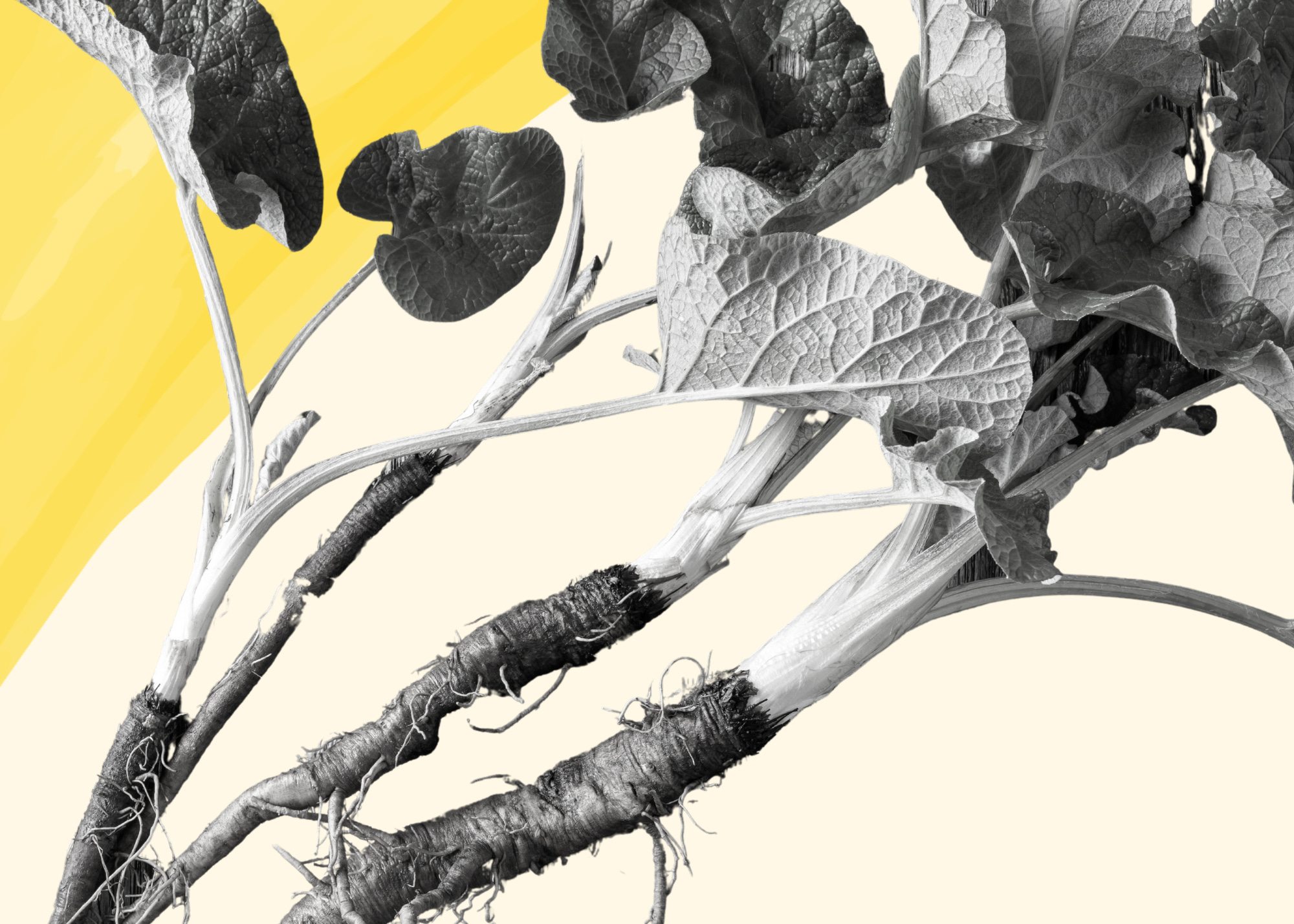 Issue #33: Putting down roots (after a year spent avoiding commitment)