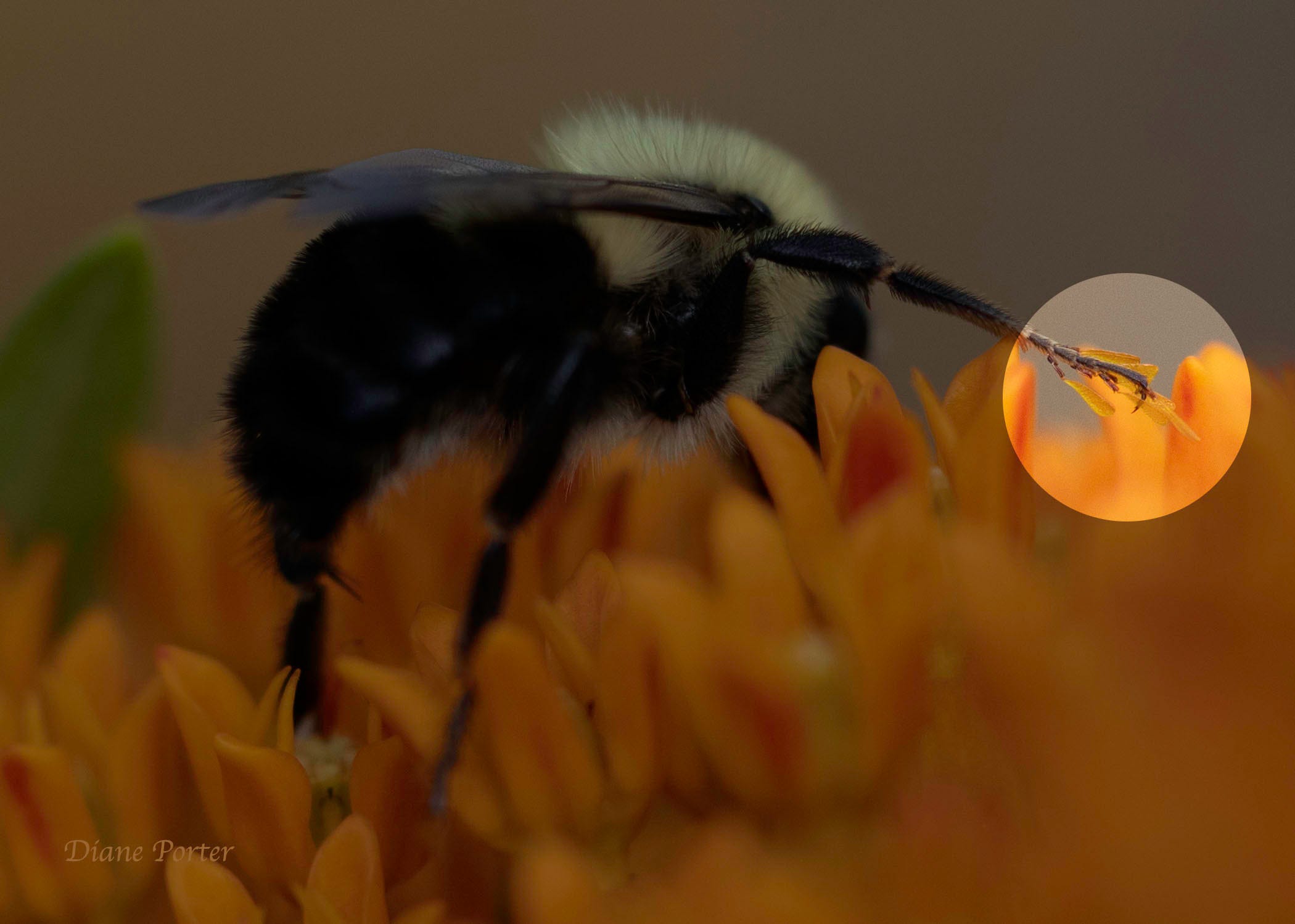 Butterfly Milkweed pollination by insects - by Diane Porter