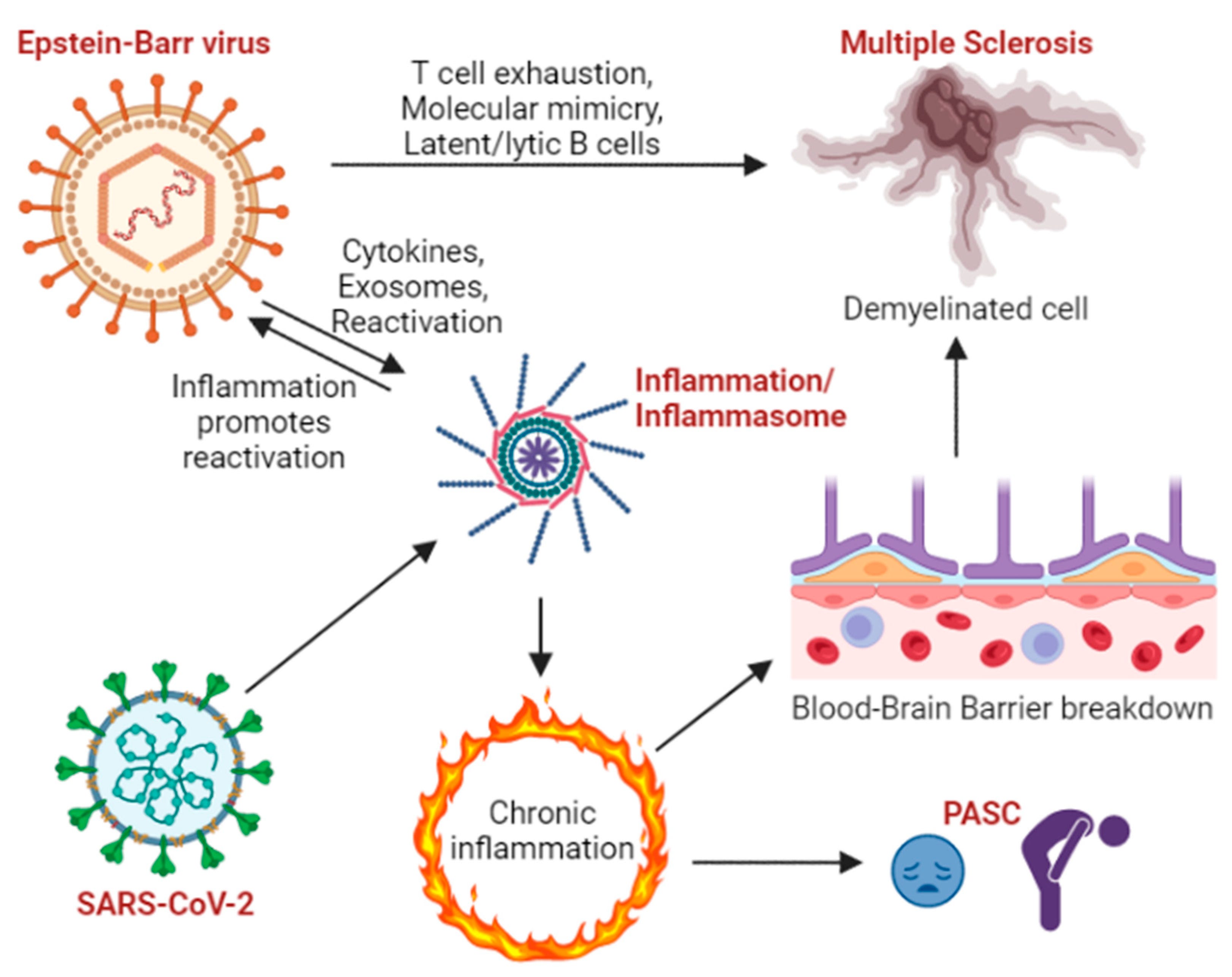 Unraveling the Hidden Impact of Epstein-Barr Virus: From Mononucleosis ...
