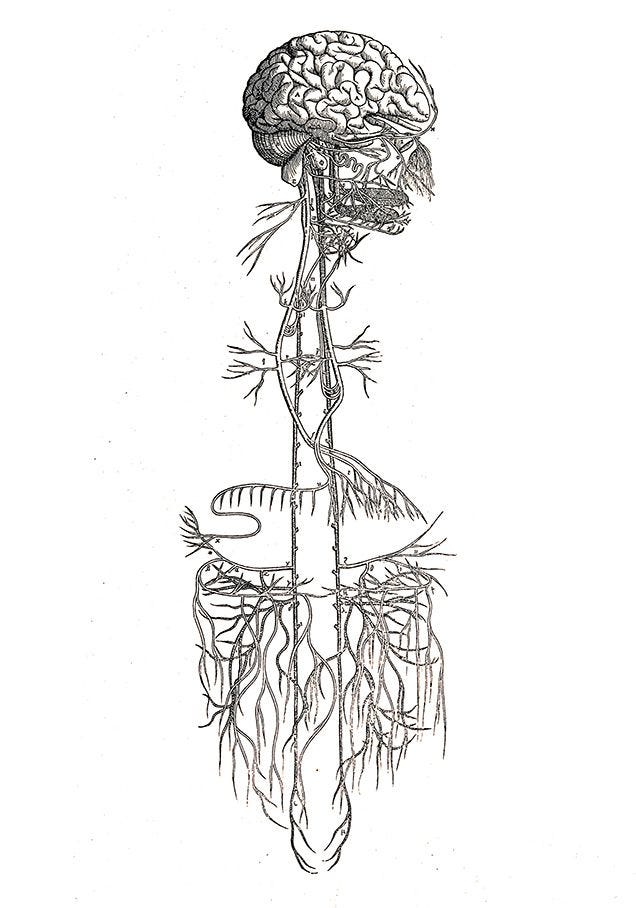 YOUR VAGUS NERVE - by ROBERT STANLEY - ROBERT’s Substack