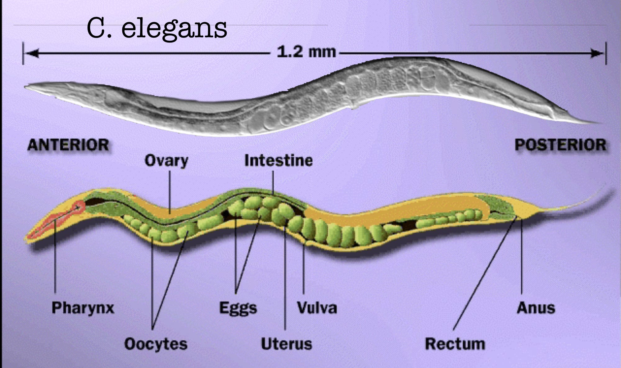 Meet C. elegans - a modern Knowledge Constructor