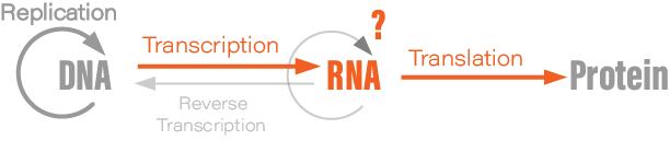 Central Dogma in 7 Experiments - by Niko McCarty