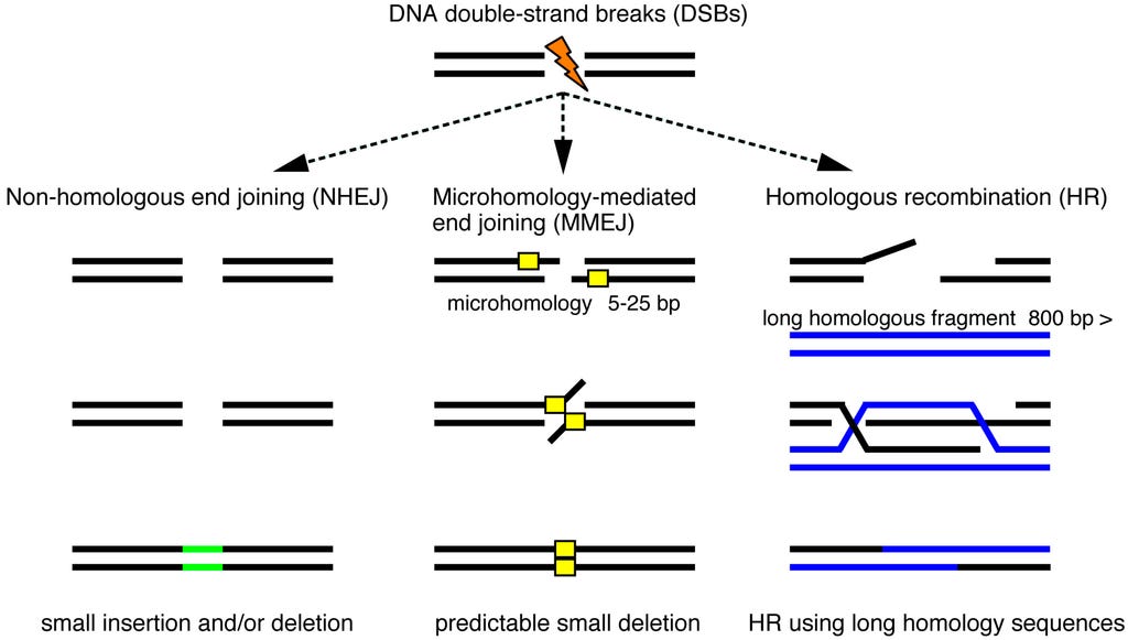 DNA found integrated in cancer cell line - by Jessica Rose