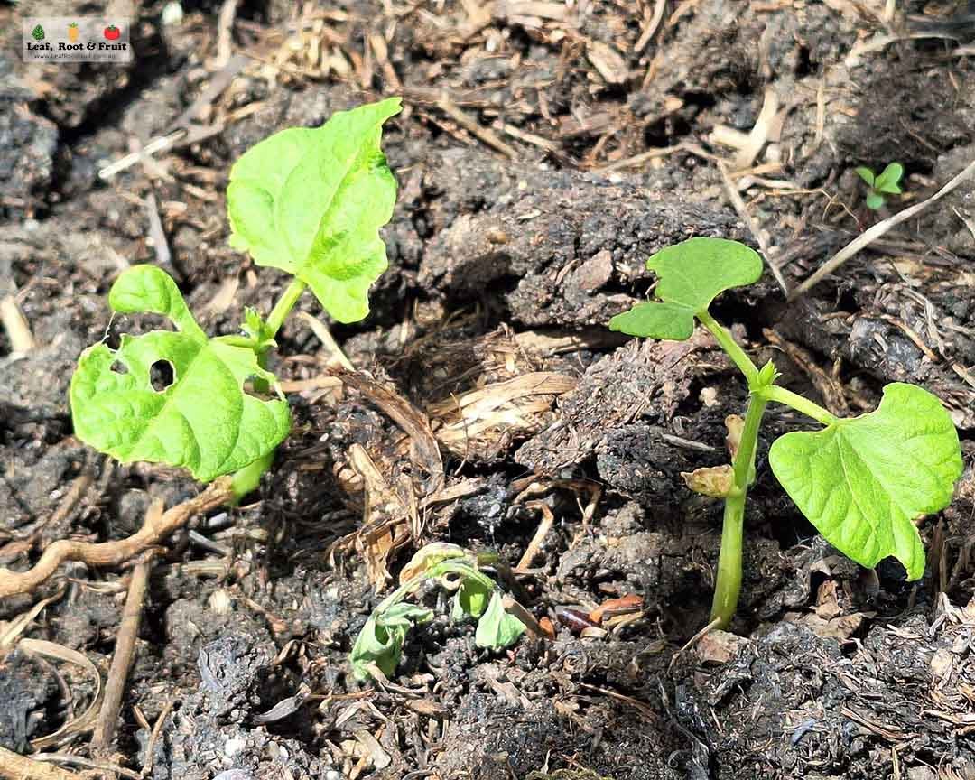 How to Grow Beans - by Duncan Cocking - Leaf, Root & Fruit