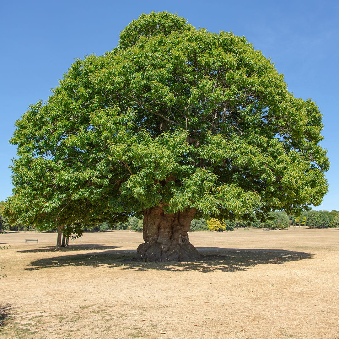 82. Shoreham Chestnut - by Paul Wood - The Street Tree