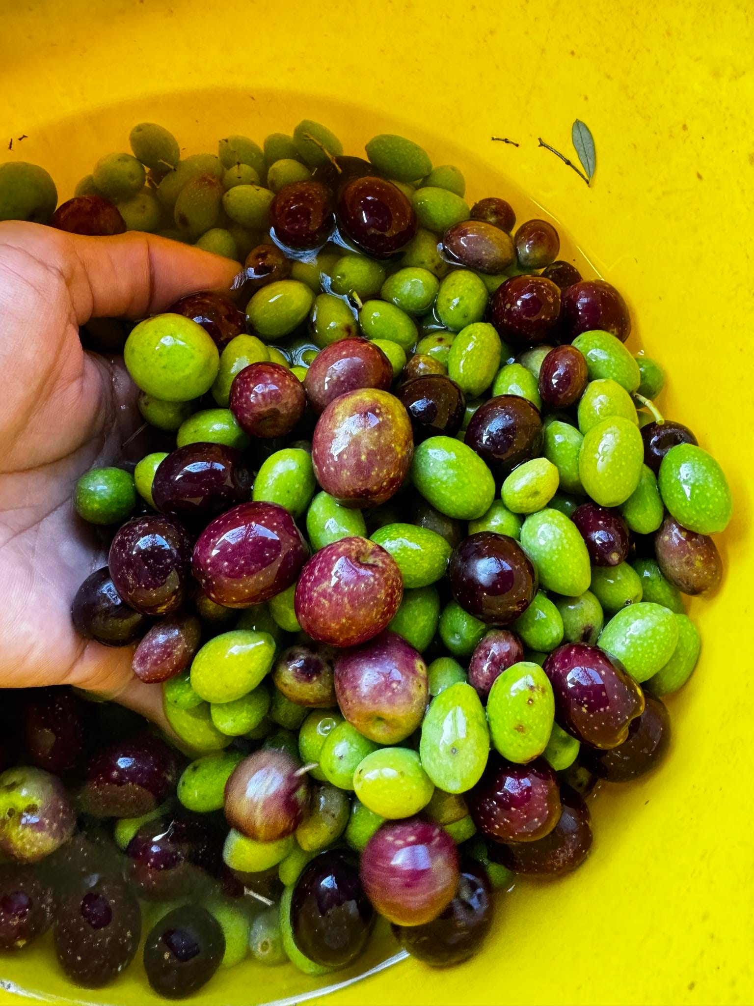 Harvesting olives and pumpkins - East Springs Farm Substack