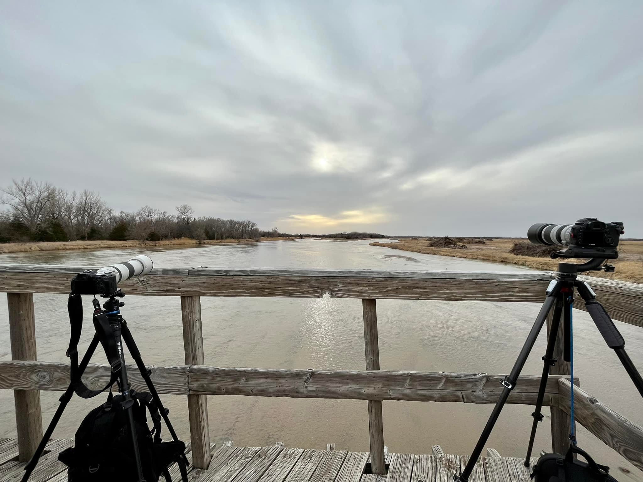 The Magical Mystery of Sandhill Cranes - by Deb Sinness