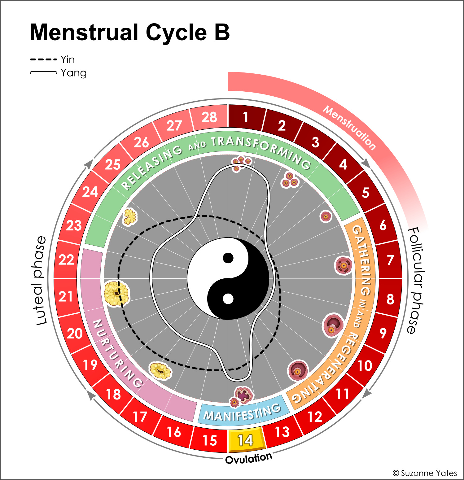 The extraordinary power of the menstrual cycle - part one - Wellmother