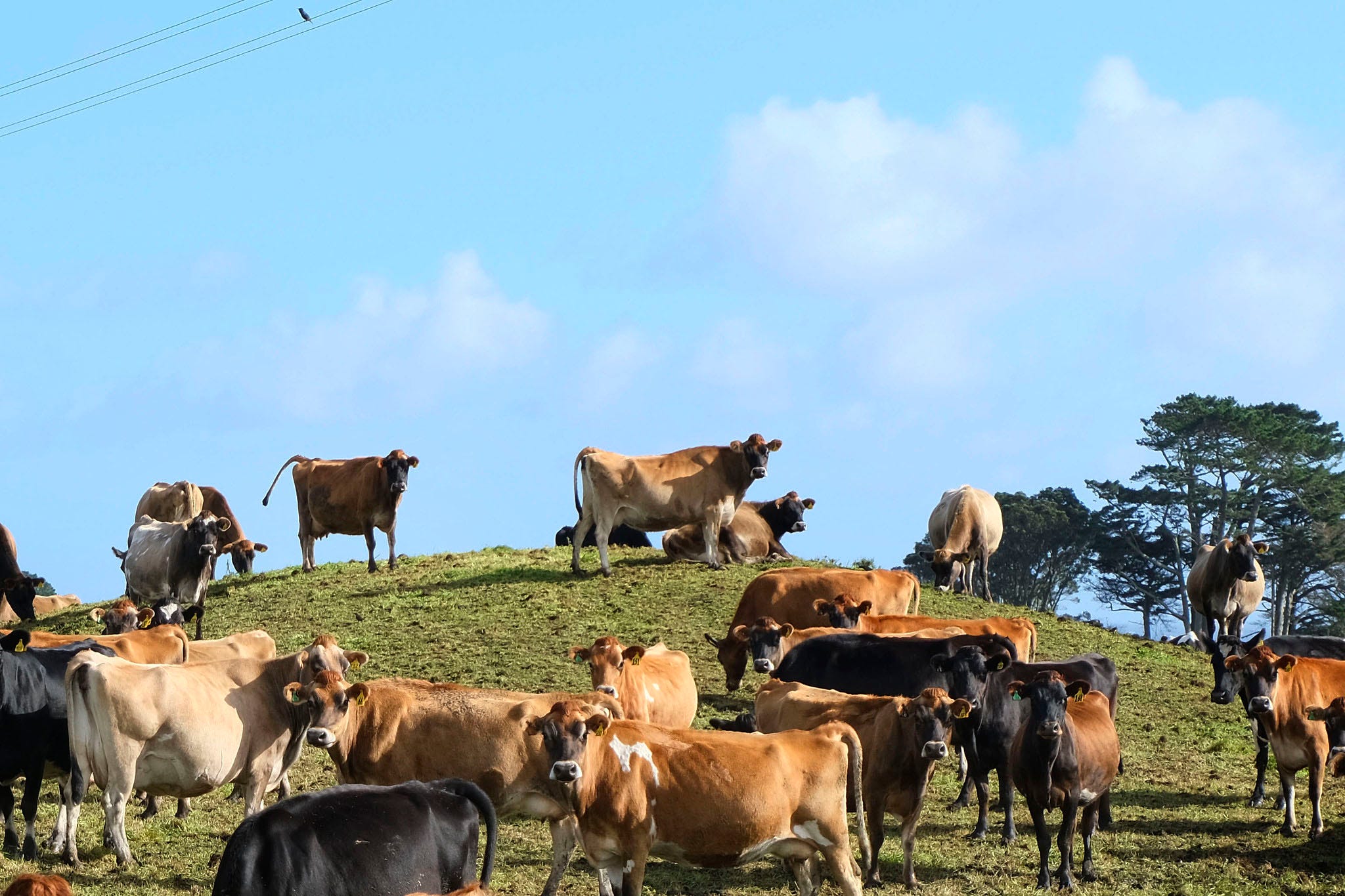 Farmers get free pass on climate AND get subsidies