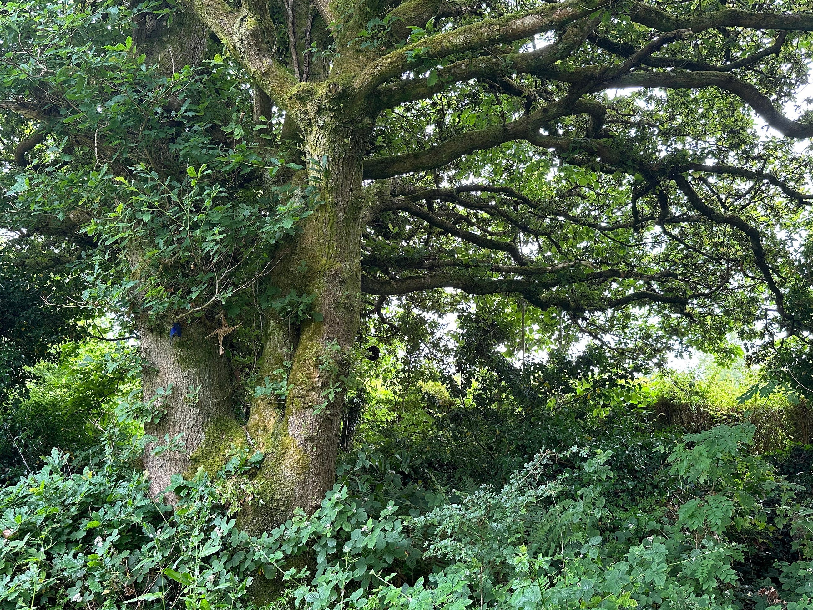 Rewilding yourself, rewilding Ireland - by Carolyn Flynn