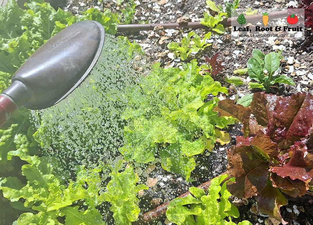 Vegetable Patch Watering and Irrigation Systems