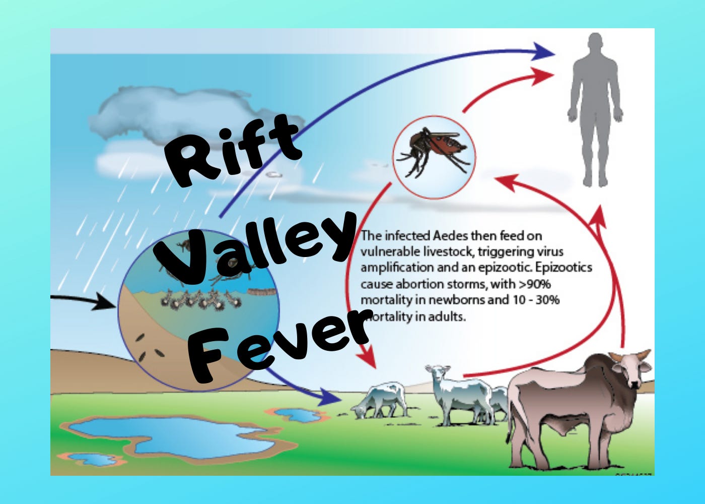 Rift Valley fever cases reported in Uganda and Kenya