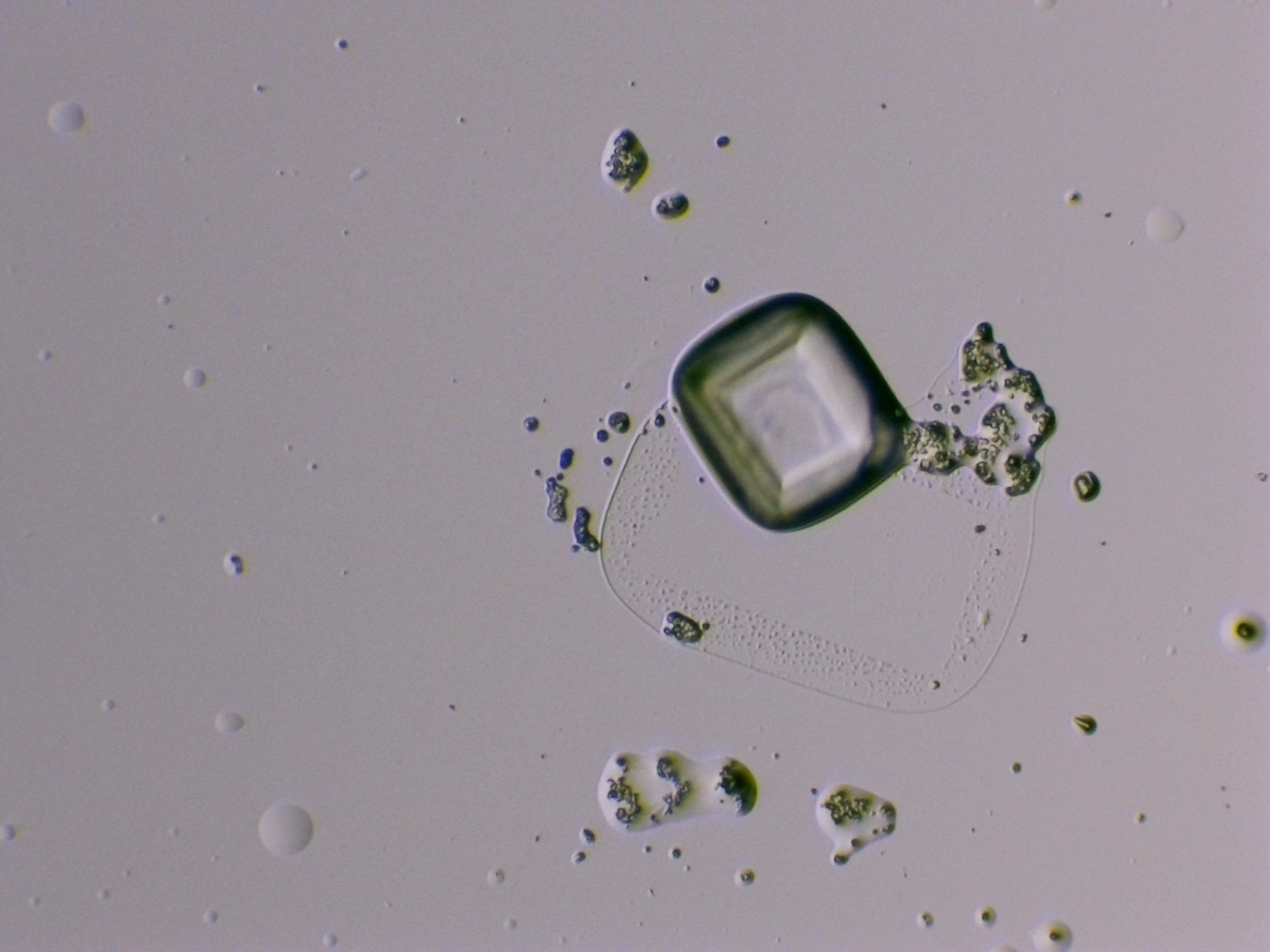 asthma medication under microscope - by Clot Shot Lab