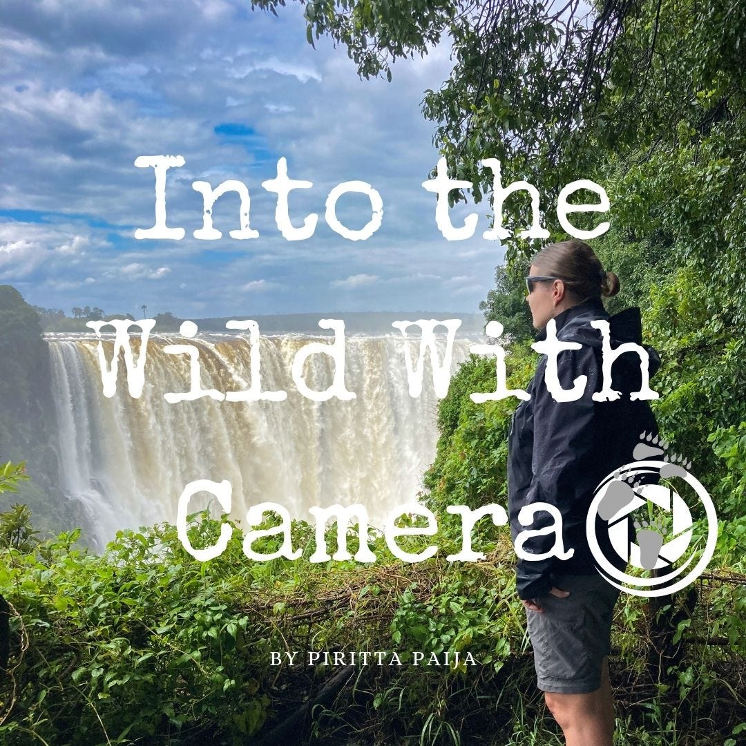 Piritta Paija | Substack