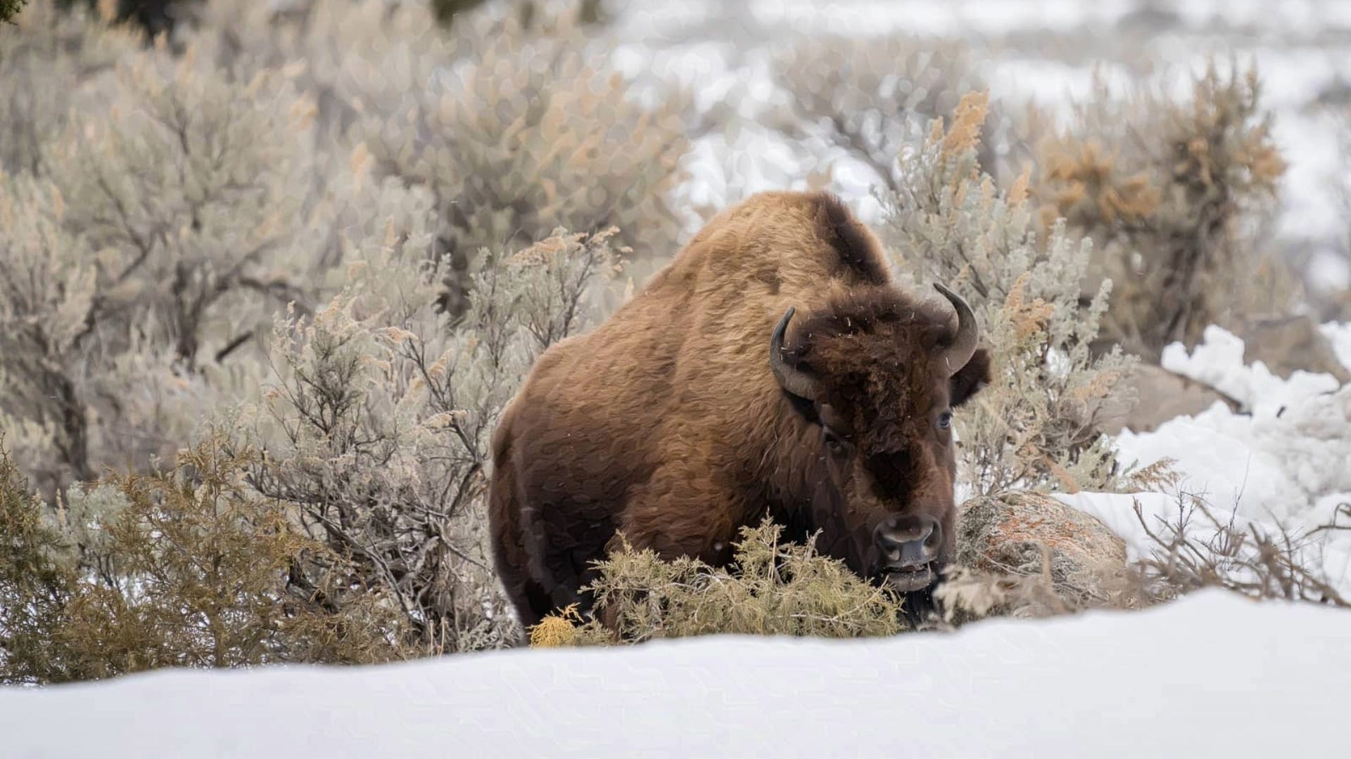 Happy New Year! 12 Rewilding Success Stories