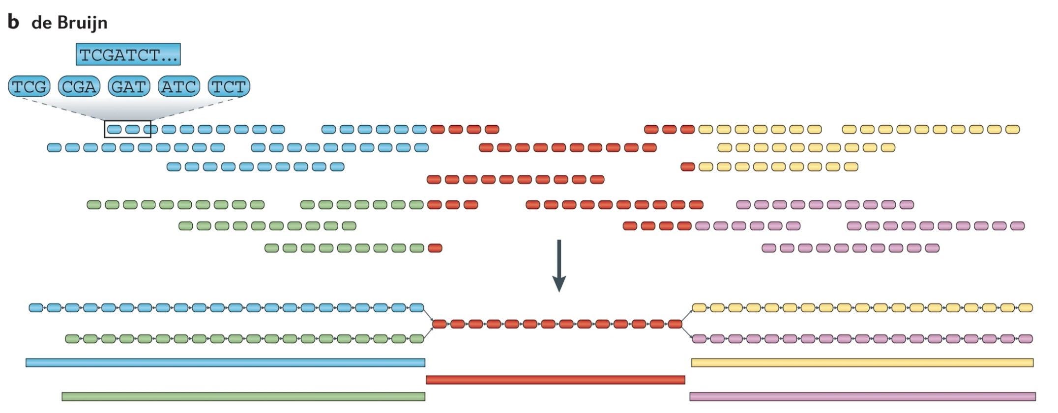 Primer: Introduction to Genome Assembly - by Emily M. Liau
