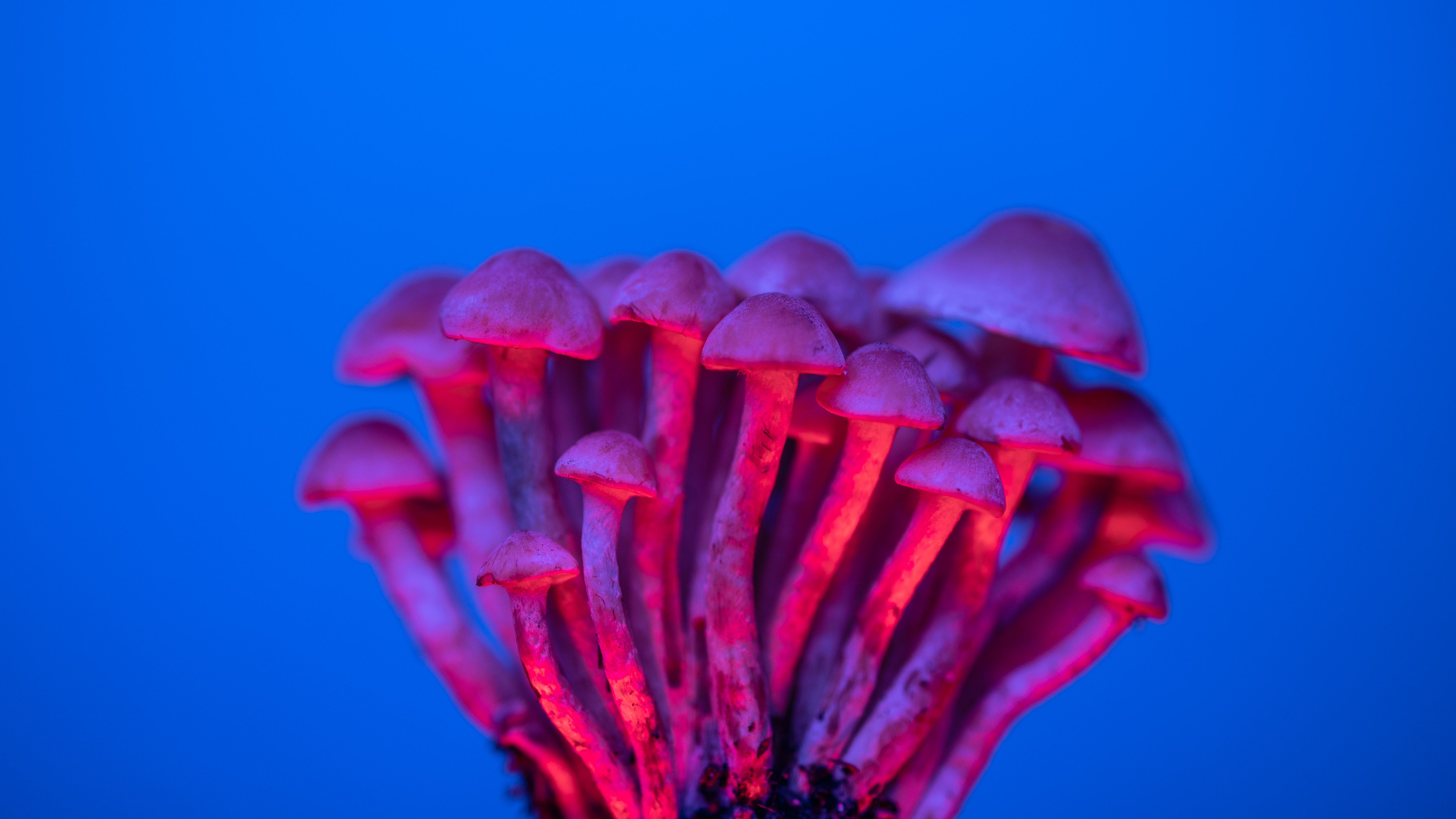 Microdosing Psilocybin: Exploring the Therapeutic Potential of the ...