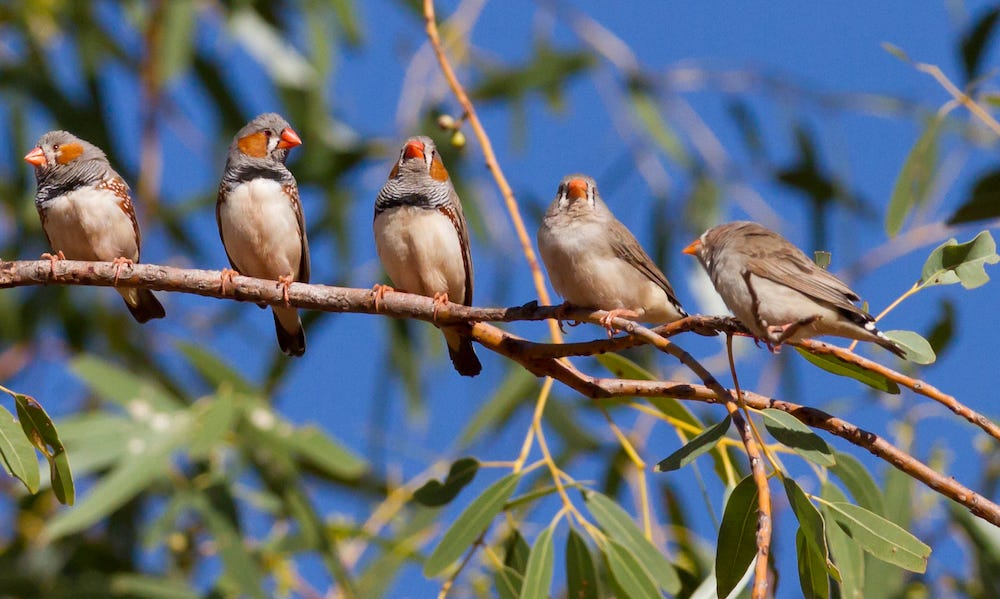 Bird of the Week: These Ten Gay Birds - by Jack Mirkinson