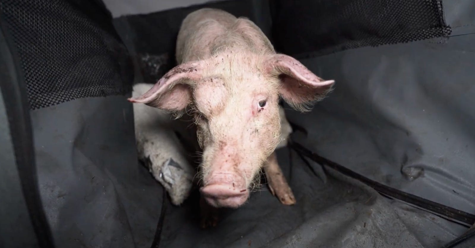 Why Is The World’s Oldest Animal Charity Endorsing Animal Torture?