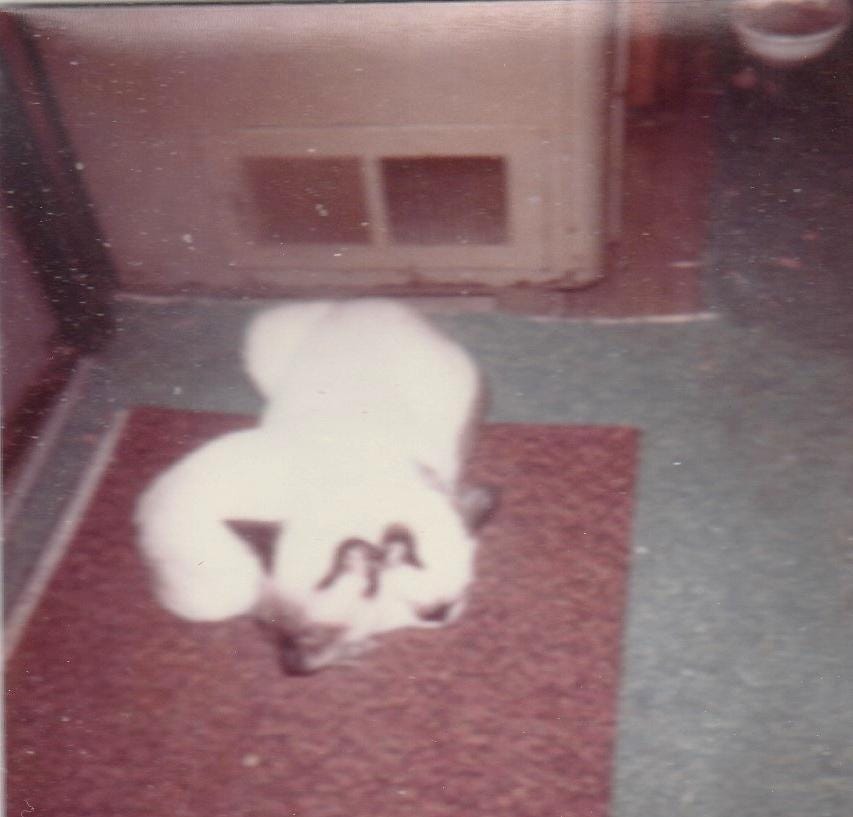 THE BALLAD OF CASEY AND CIRCE - The Chuck Durang Show