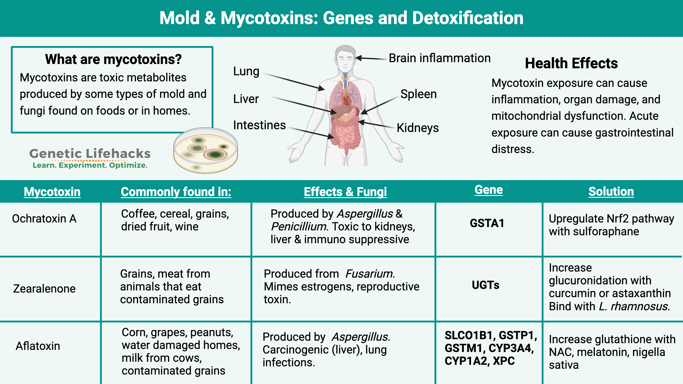 Mold, Mycotoxins, and Detoxification Pathways
