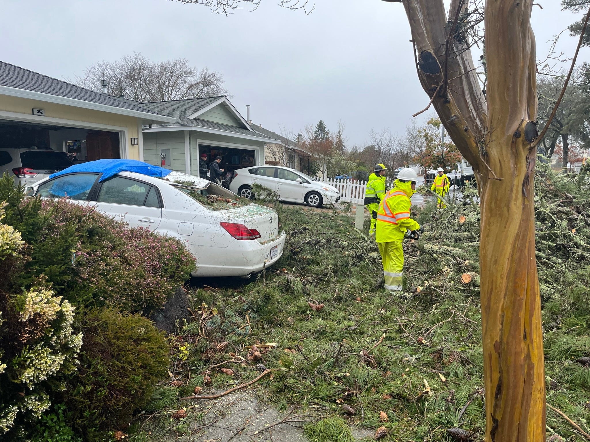 Storm Brings Down Huge Tree at Libby Park