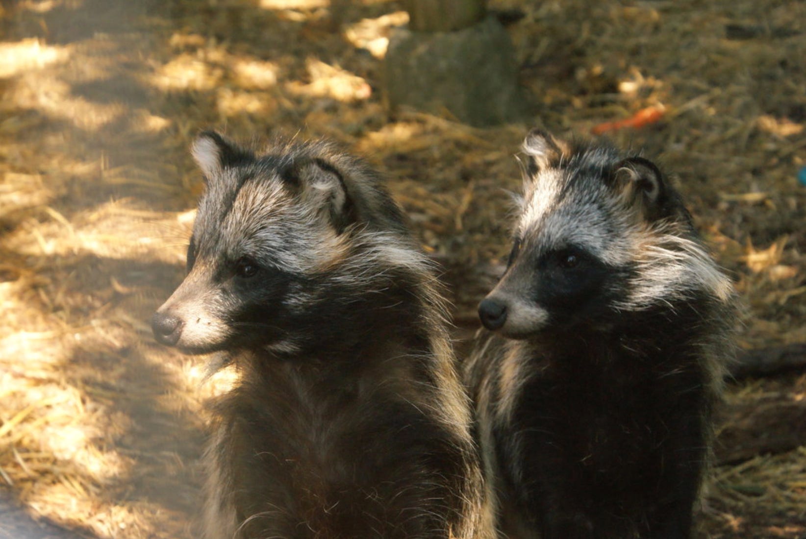 The raccoon dog theory - by emily kopp - emily’s Substack