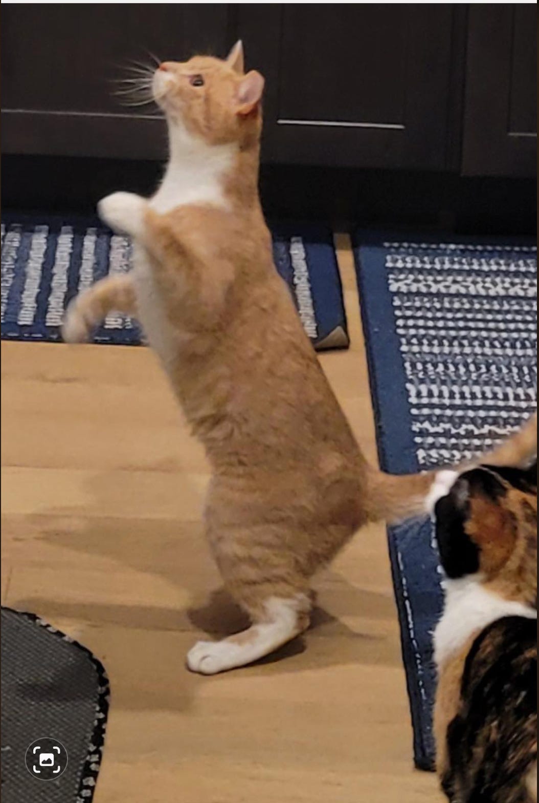 Purr Joy as Enzo, the cat missing for months, returns to his humans ...