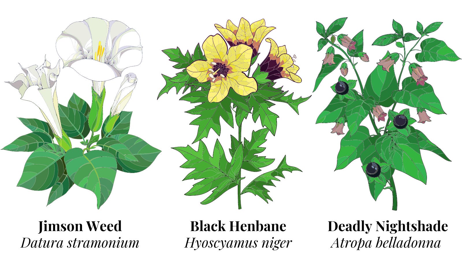 A tale of witches, plant ointments, and broomsticks