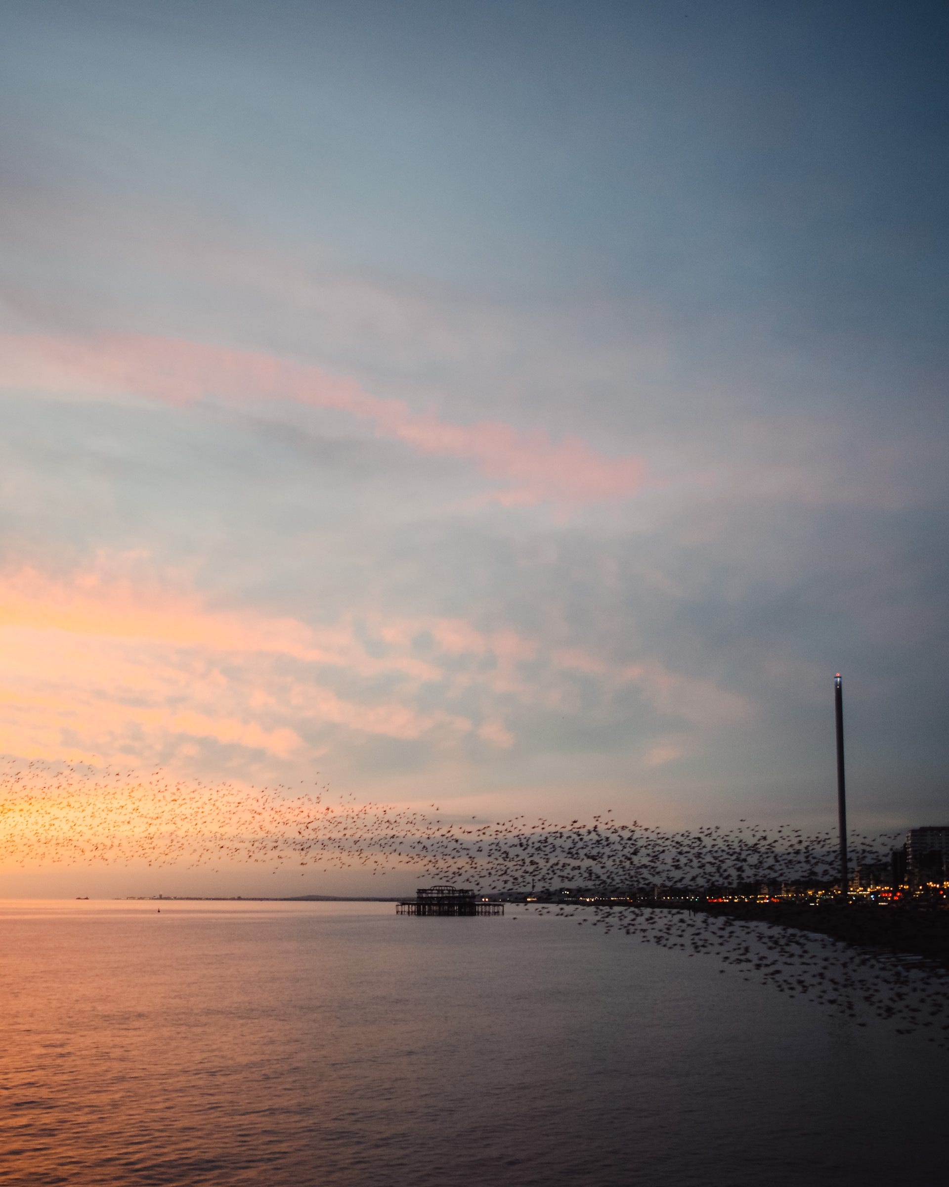 A Murmuration of Human Beings - by Stephen Bau - Trimtab
