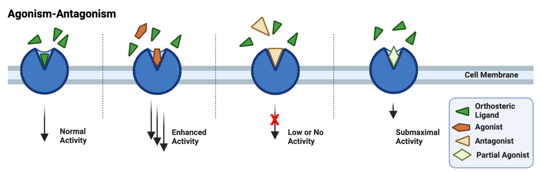 Receptors Unite: Agonism with Antibodies